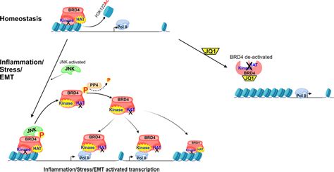 Phosphorylation By Jnk Switches Brd4 Functions Pmc