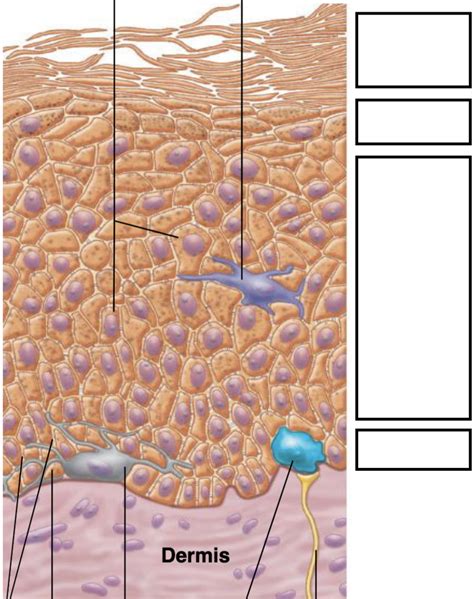 Cells Of The Epidermis Diagram Quizlet