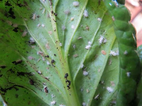 Aphids Insects And Organic Gardening