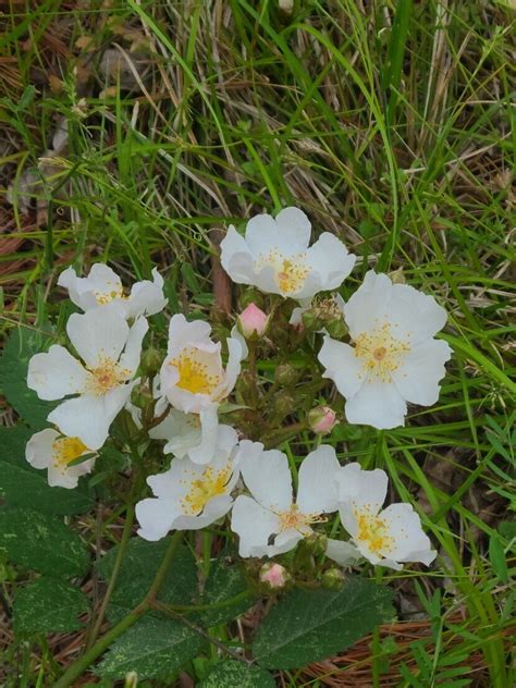 예쁜 장미꽃이 활짝 꿀팁 캐시피드