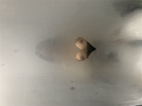 Free Pussy Cream Porn Videos Xhamster