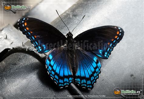 Red Spotted Purple Butterfly