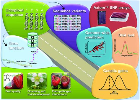 A Roadmap For Future Research In Octoploid Strawberry That Begins With Download Scientific