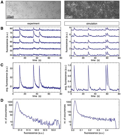 network activity in simulation and experiments a bright field image