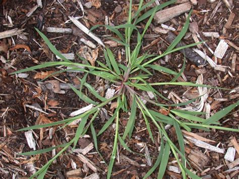 Digitaria Ischaemum Umass Amherst Landscape Nursery And Urban Forestry