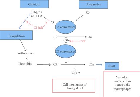 Complement C3 Independent Tissue Injury Pathway A Schematic Which