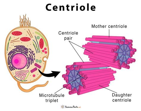 Centrioles Analogy Examples Centriole Diagram Ilar