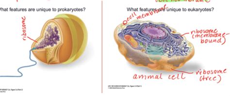 Exam 1 Based On Review Guide Flashcards Quizlet
