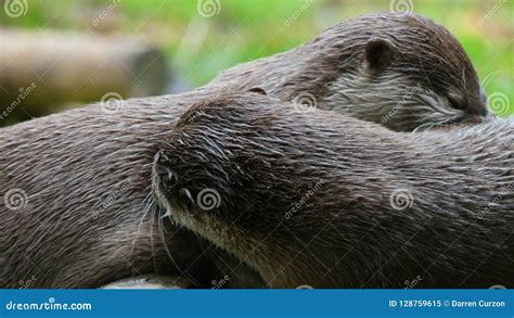 Lutra Lutra Eaurasian Otters Very Cute Cuddlin Tpogether Stock Image