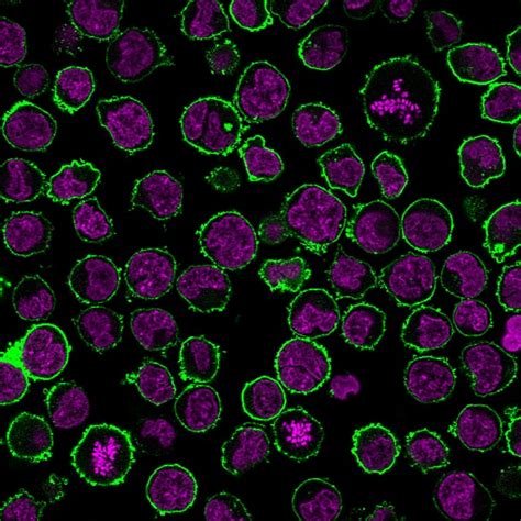 Cd43 Recombinant Monoclonal Mouse Antibody Rspn 839 Biotium
