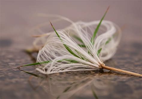 Cultural Fluency → Term