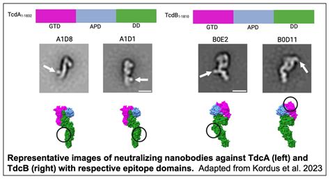 A New Toxin Toolkit For C Diff Center For Structural Biology Vanderbilt University