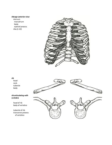What Is The Function Of The Xiphoid Process Mccnsulting