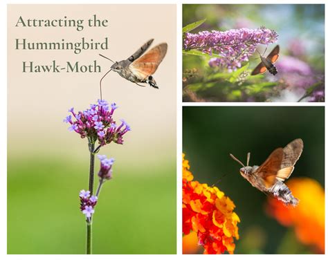 How To Attract Hummingbird Moths To Your Garden — Ferns And Feathers