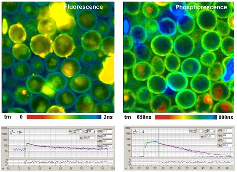 Simultaneous Flim Plim Becker And Hickl Gmbh