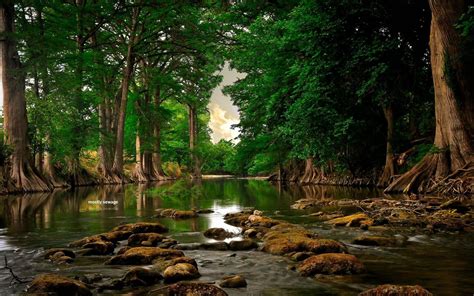 Peaceful Forest Wallpapers Top Free Peaceful Forest Backgrounds