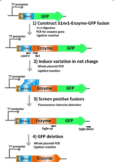 schemes for construction of the expression tag library the general