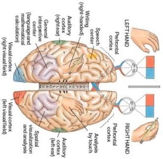Brain Anatomy And Function Diagram Quizlet