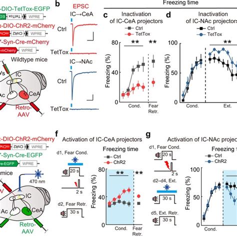 Fear And Extinction Memories Activate Distinct Ic Projection