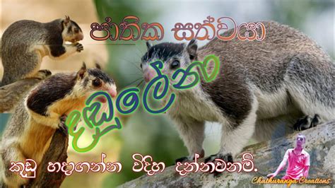 ජාතික සත්වයා දඬුලේනා Giant Squirrel Youtube