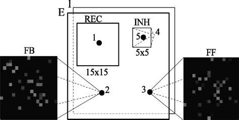 2 Connectivity And Structure Of A Single Cortical Area Each Model