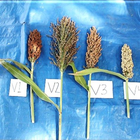 Panicle Shape Of Sweet Sorghum Cultivars Download Scientific Diagram