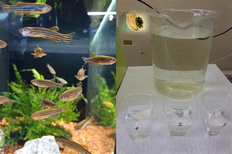 Aquatic Organisms Participation In The Determination Of Acute Toxicity Download Scientific