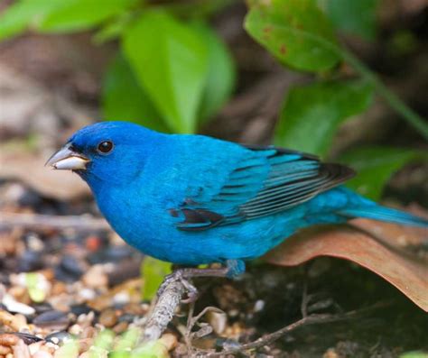 4 Tips On How To Attract Indigo Buntings Dreamy Birds