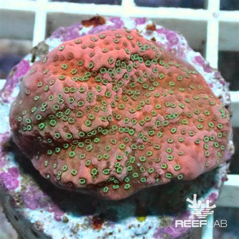 Montipora Spp Dragon Fruit Reeflab