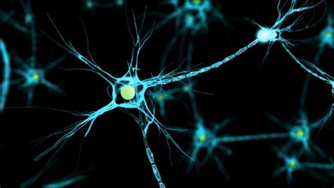 Neuron Signalling By Ella Maru Studio Models Video Education Anatomy Surgery Health