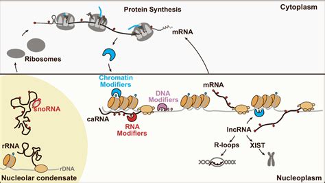 An Integrated Model Of How Rna Modifications Influence The Epigenetic