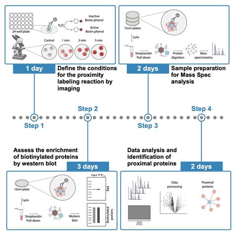 Camilla Rega On Linkedin Proximitylabelling Proteomics