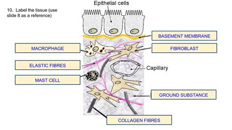 Connective Tissue Module Ssss 1pptx