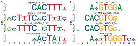 Memes Chip Seq Chip Seq Analysis • Memes