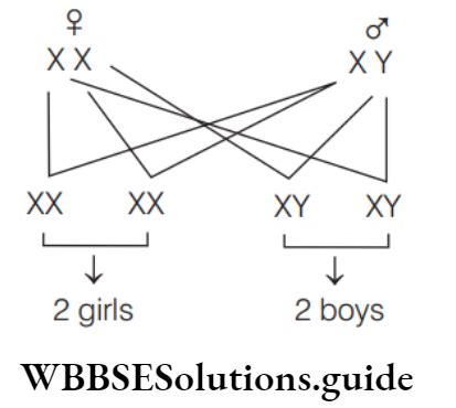 NEET Biology Sex Determination Multiple Choice Question And Answers WBBSE Solutions