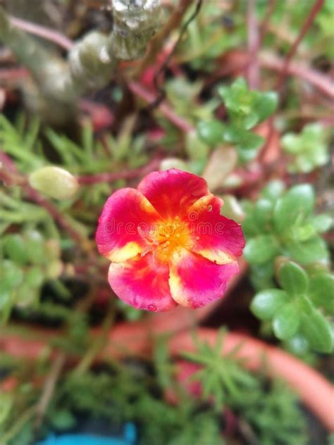 Uno De Los Tipos De Flores Que Se Cultivan En Mi Casa Imagen De Archivo