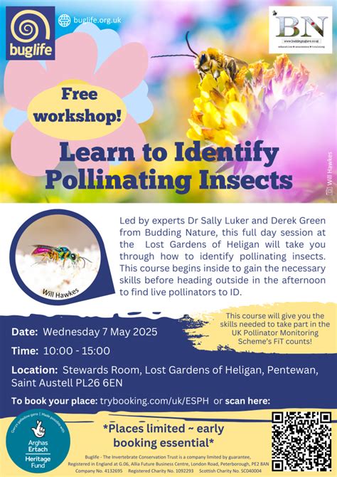 Pollinator Identification Workshop Upcoming Events Related To Buglife