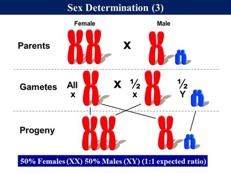 Bio69 Sex Determination In Humans Teaching Resources