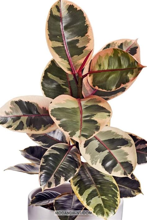 How To Tell The Difference Between Ficus Elastica Ruby Vs Tineke