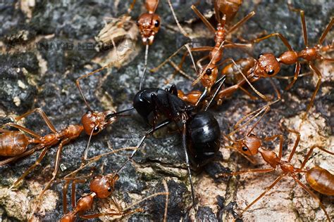 A Single Twig Breaks Easily But A Bundle Of Twigs Is Strong By Anand Lepcha Ephotozine