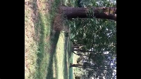 Bosque Videos Xvideos Com