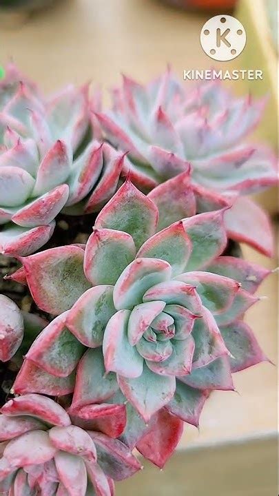 참 어여쁘구나~~~😍 블랙스완 Youtube