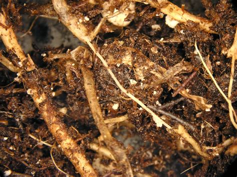 UK Diseases Of Fruit Crops Ornamentals Recurring Pythium In The Greenhouse Poinsettia