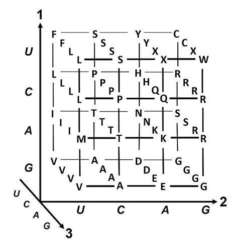 File 3d Genetic Code  Wikimedia Commons