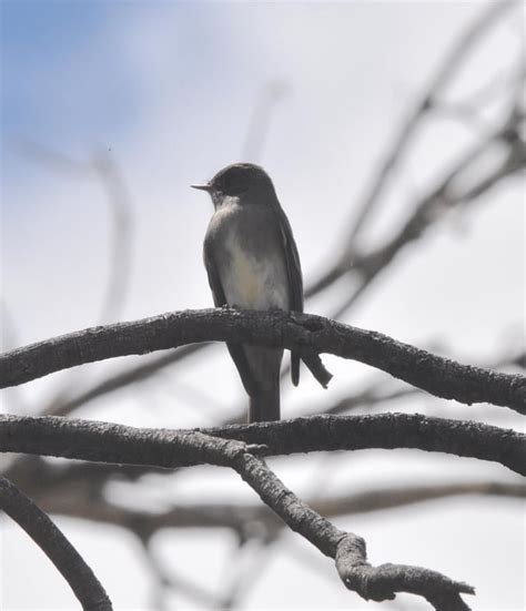 Pewee Or Flycatcher Observed This Morning In Sw New Mexico Near The
