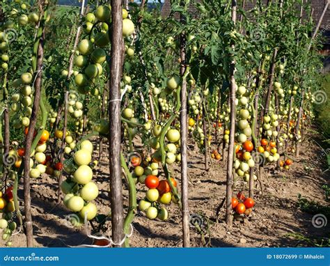 Tomato Patch Stock Image Image Of Cluster Diet Growing 18072699