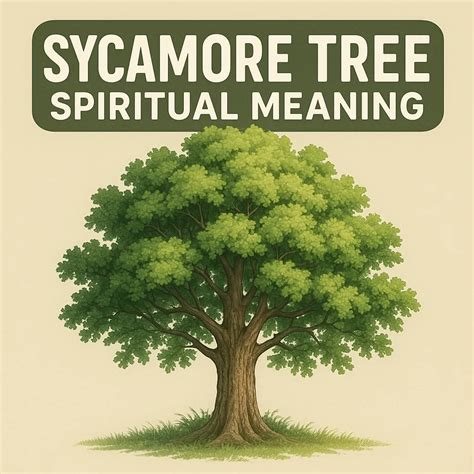 Cedar Tree Spiritual Meaning Sacred Symbolism Revealed
