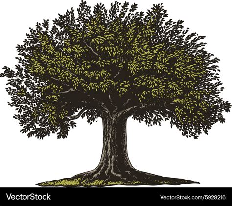 Tree Shadow Vector Images Over 27000