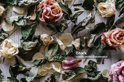 마른 꽃의 배경 흰색 나무 배경에 말린 장미로 만든 꽃 구성 평평한 평지 상단 보기 복사 공간 텍스트 와 디자인을 위한 장소 0명에 대한 스톡 사진 및 기타 이미지 Istock