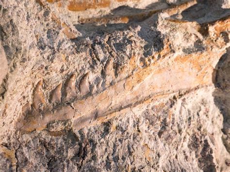 dinosaur fossil friday page 9 general fossil discussion the